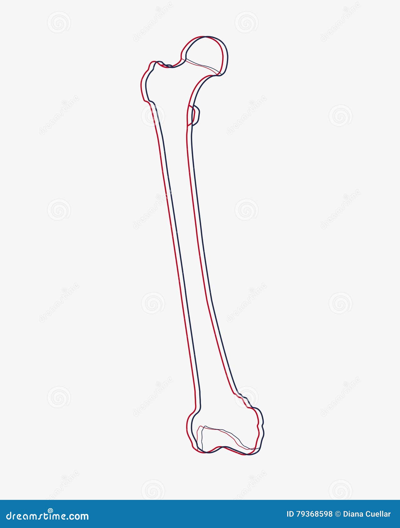 Femur bone 9 stock vector. Illustration of texture, research - 79368598