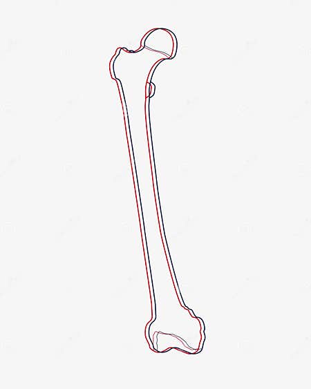 Femur bone 9 stock vector. Illustration of texture, research - 79368598