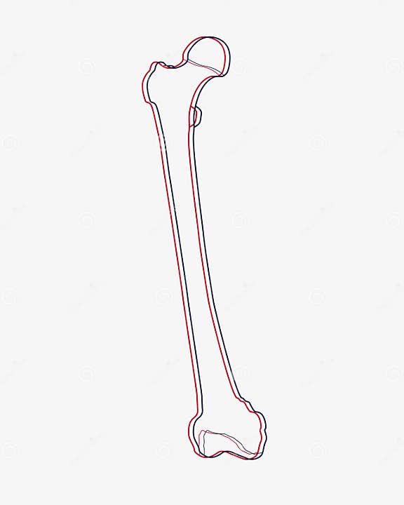 Femur bone 9 stock vector. Illustration of texture, research - 79368598