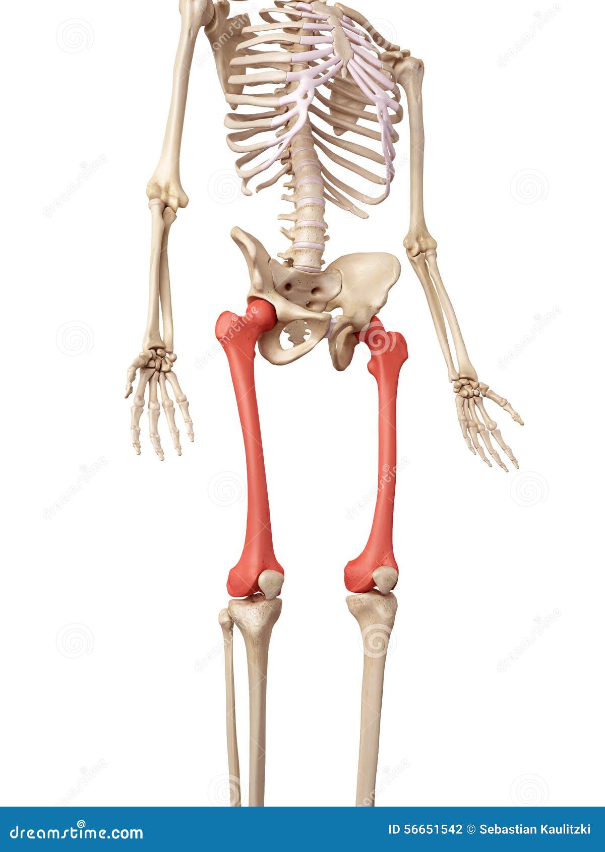 Femur Bone Joints Of Human Skeleton System Anatomy 3d Rendering ...