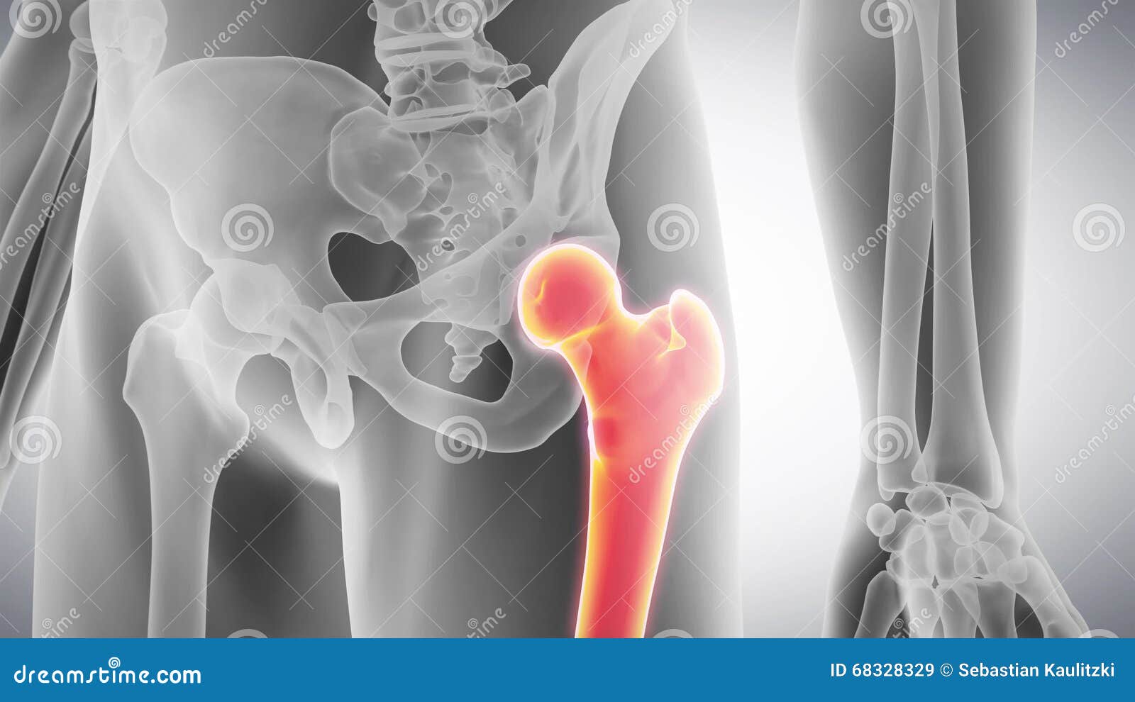 The femur bone stock video. Video of posterior, anatomy - 68328329