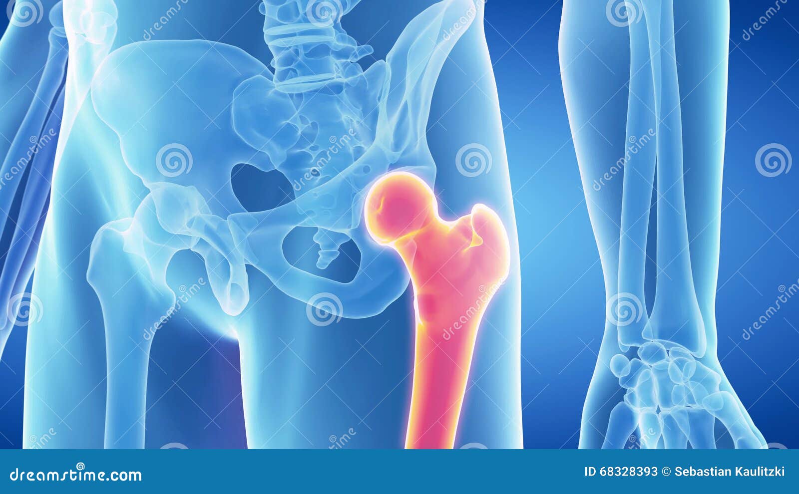 The femur bone stock video. Video of back, body, posterior - 68328393