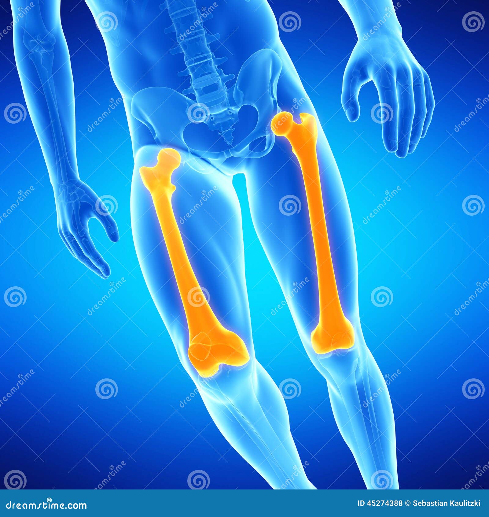 The femur bone stock illustration. Illustration of blue - 45274388