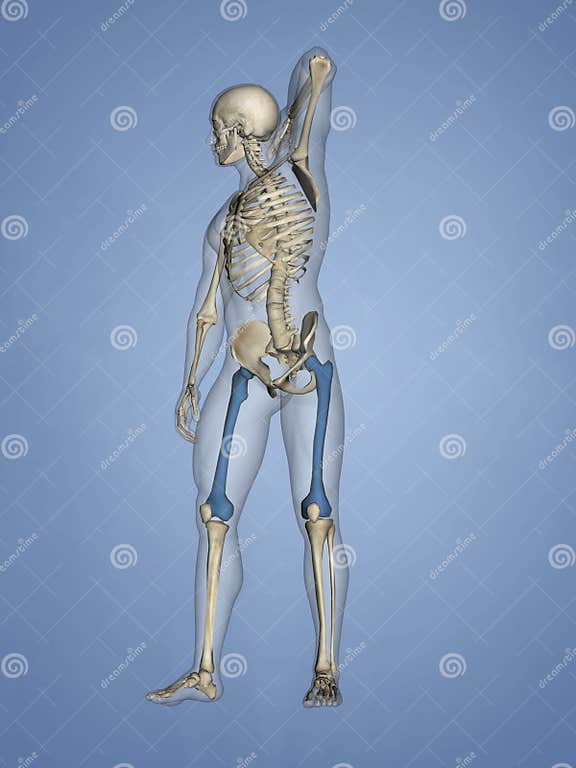 Femur, 3D Model stock illustration. Illustration of skull - 94409771