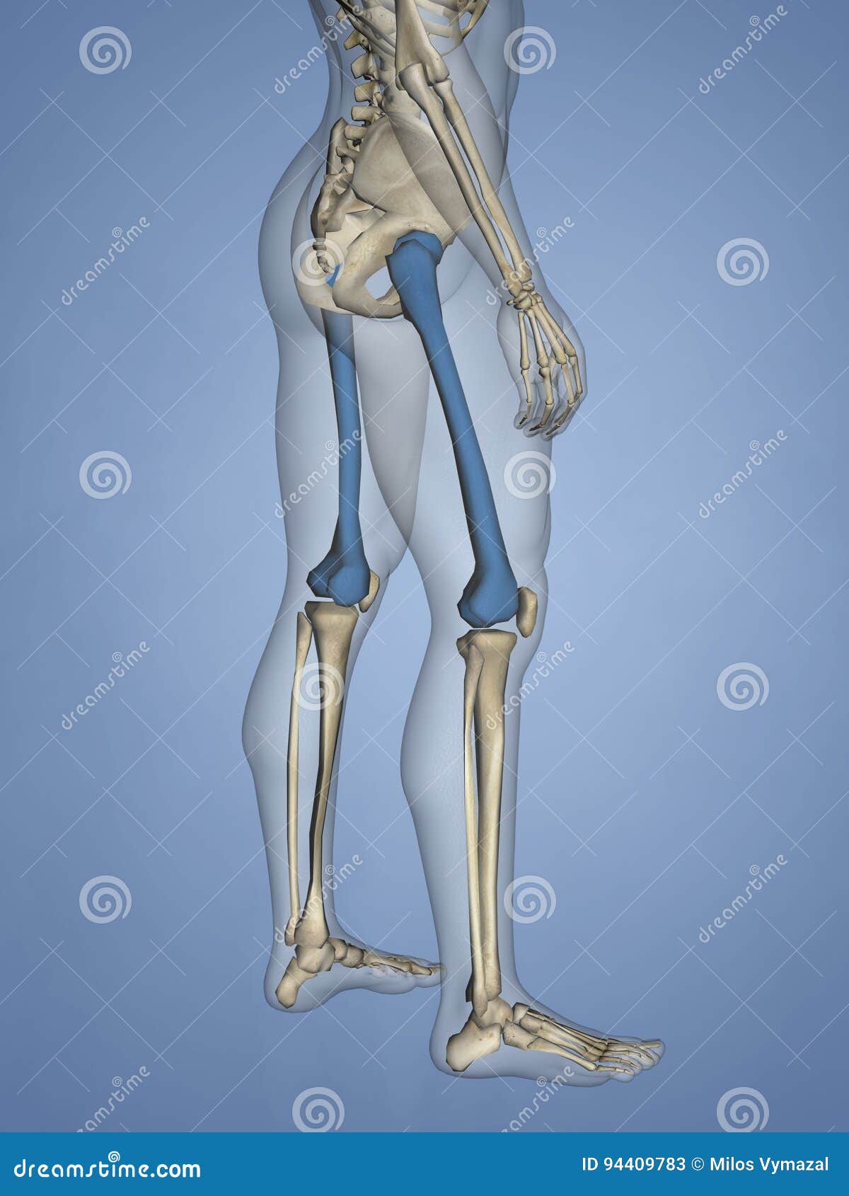 Femur, 3D Model stock illustration. Illustration of bone - 94409783