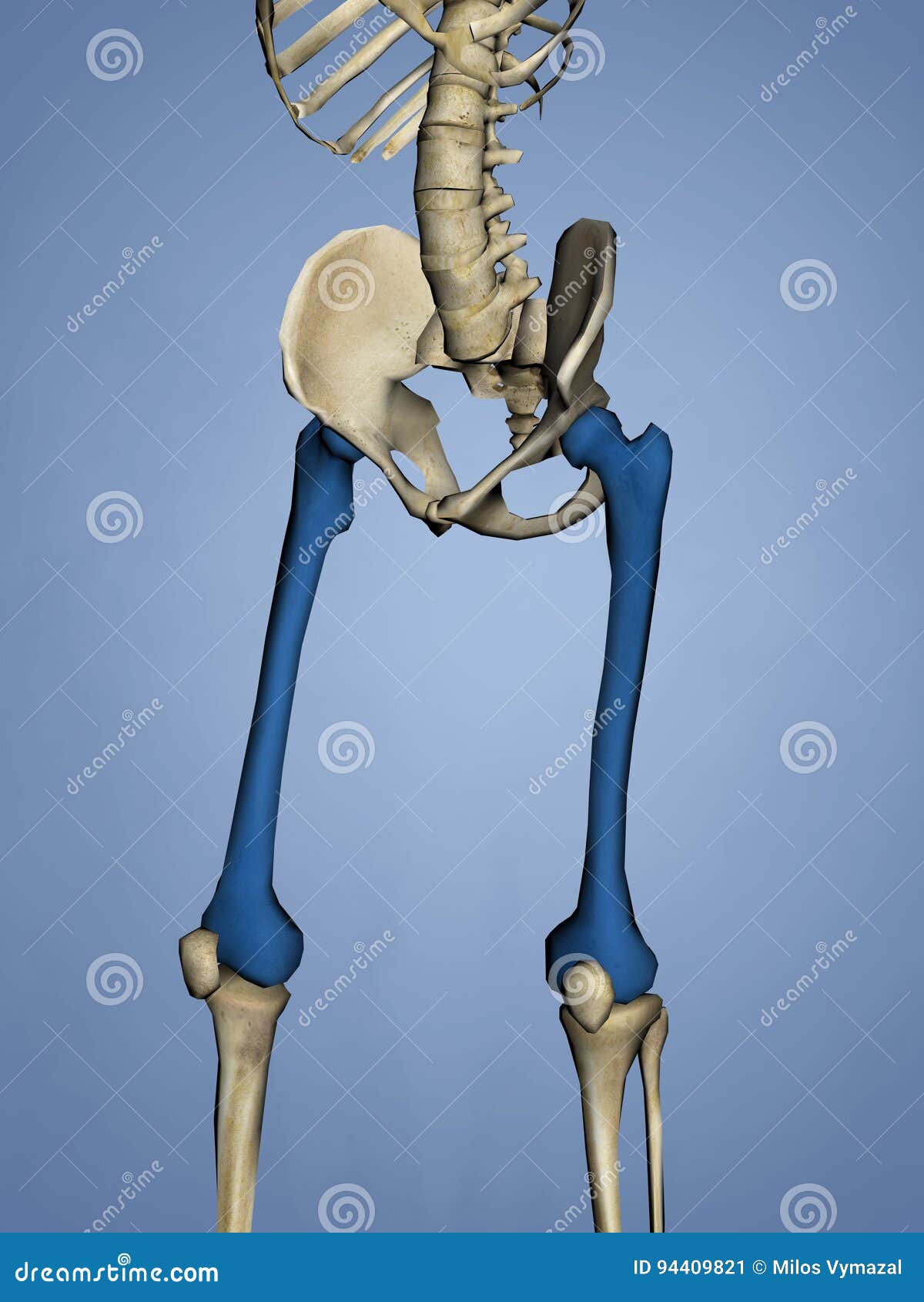 Femur, 3D Model stock illustration. Illustration of human - 94409821