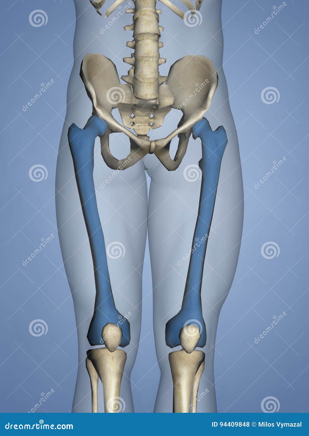 Femur, 3D Model stock illustration. Illustration of bone - 94409848