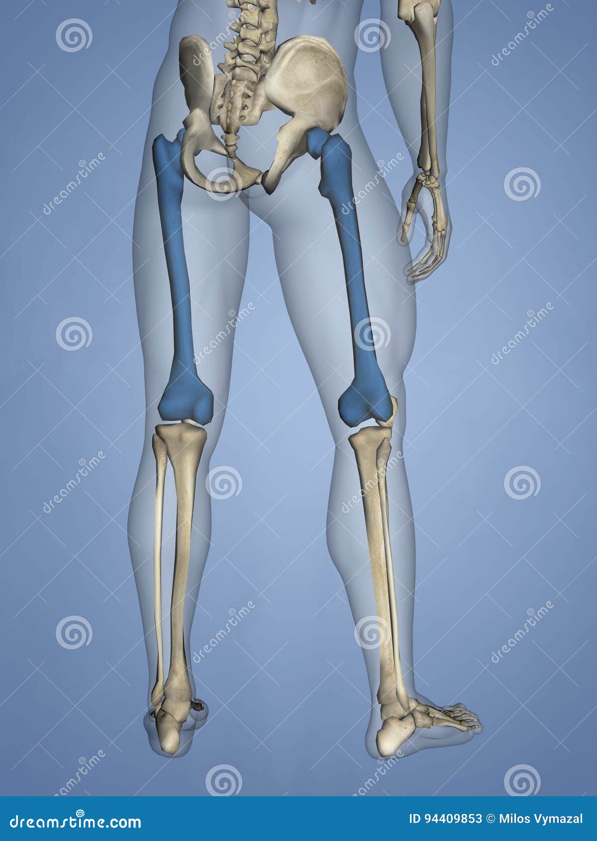 Femur, 3D Model stock illustration. Illustration of bone - 94409853