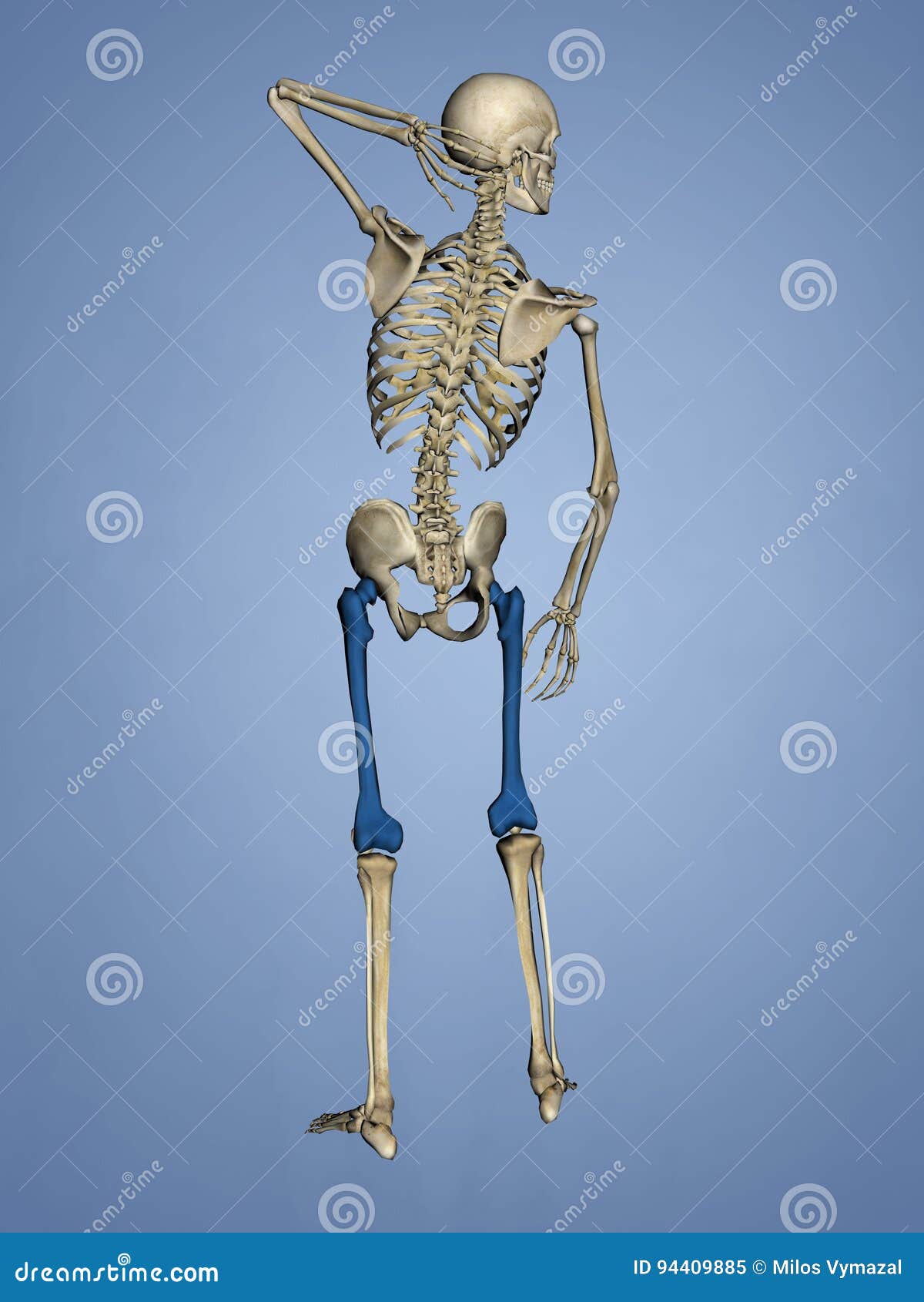 Femur, 3D Model stock illustration. Illustration of skeleton - 94409885