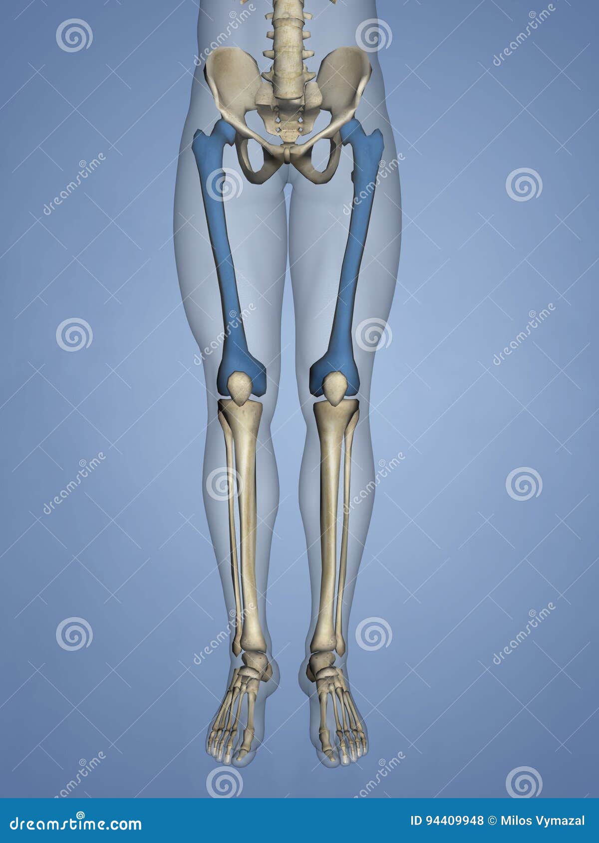Femur, 3D Model stock illustration. Illustration of model - 94409948