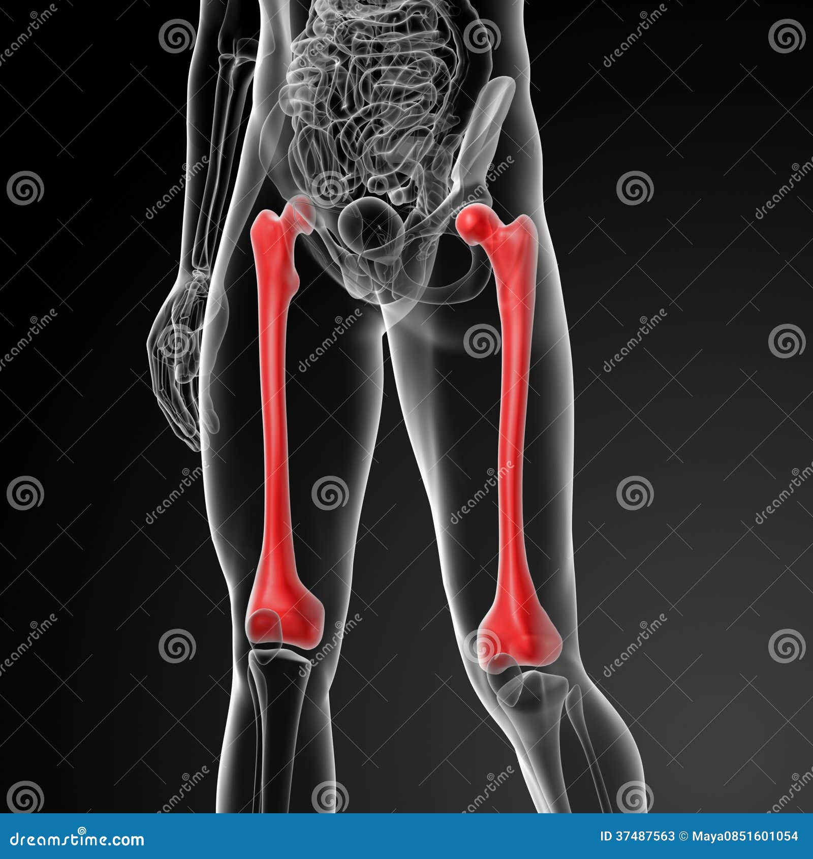 The femur stock illustration. Illustration of black, human - 37487563