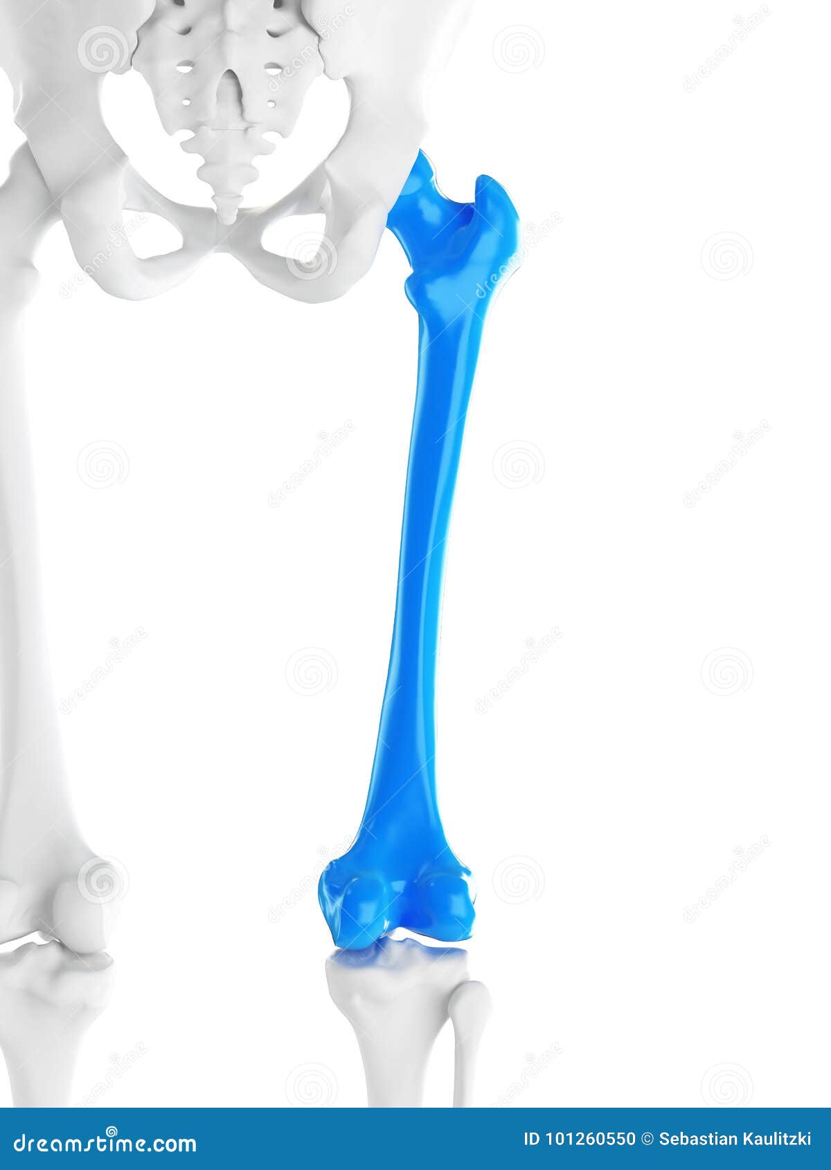 The femur stock illustration. Illustration of medicalbones - 101260550
