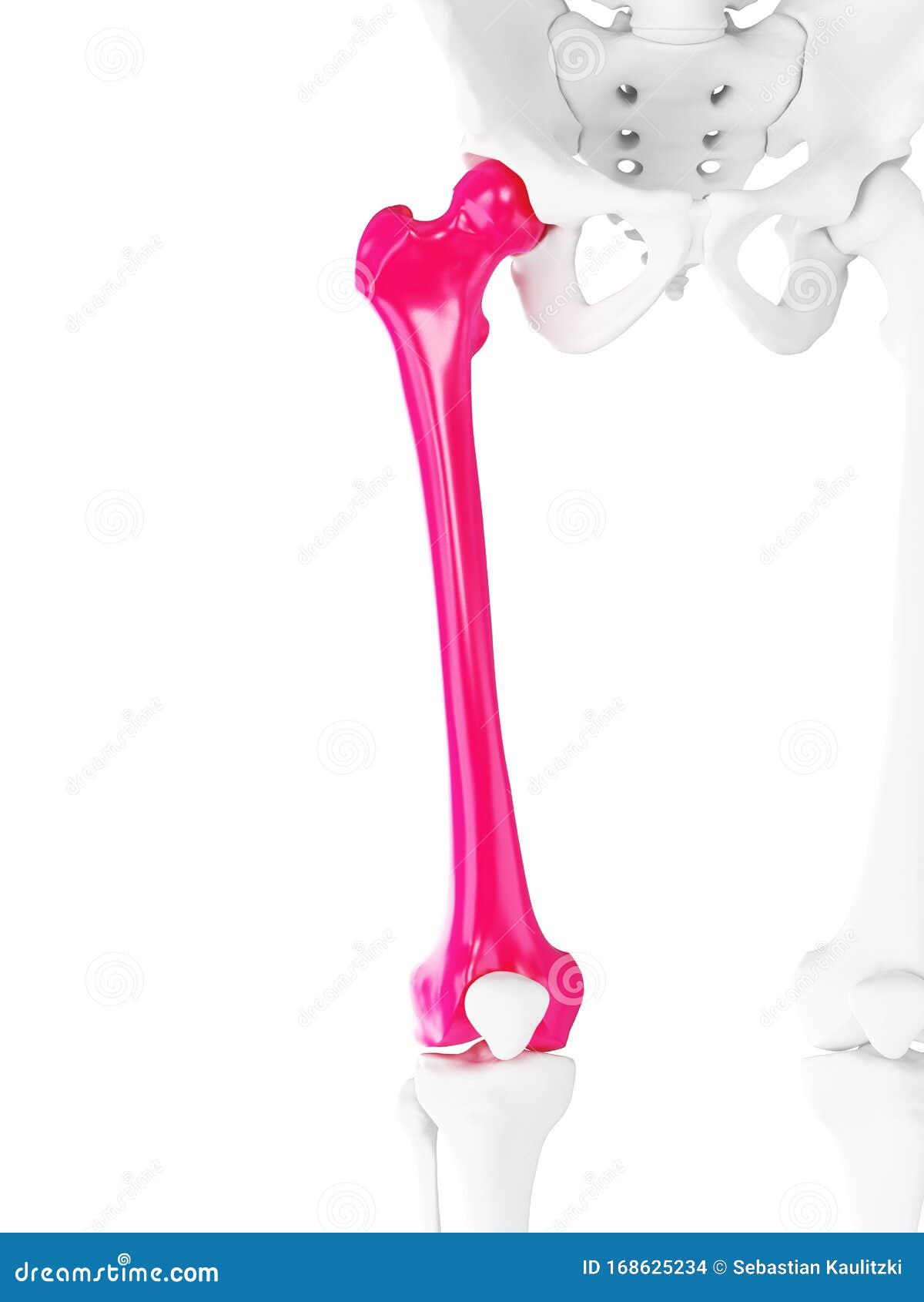 The femur stock illustration. Illustration of accurate - 168625234