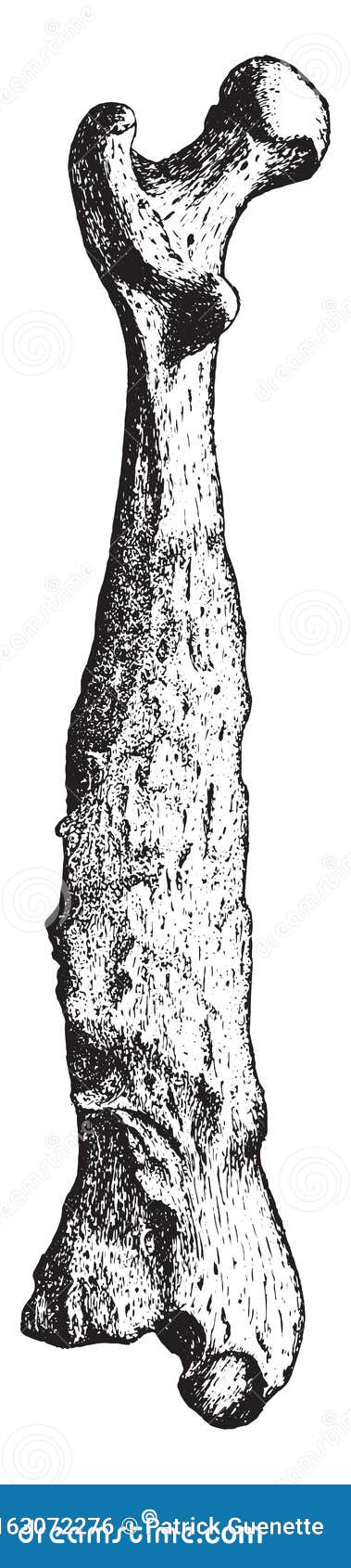 Section Of Bone Marrow, Vintage Illustration | CartoonDealer.com #163215964