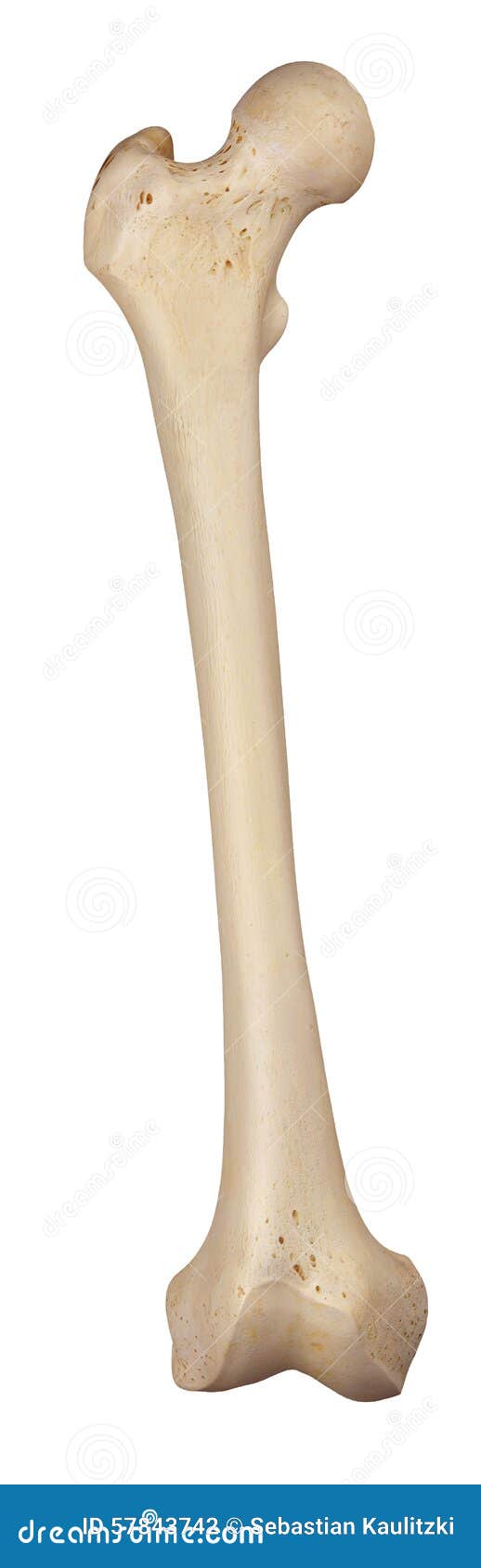 The femur stock illustration. Illustration of biology - 57843742