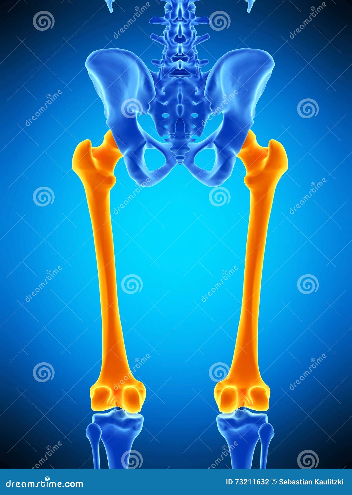 Femur Cartoons, Illustrations & Vector Stock Images - 8870 Pictures to ...