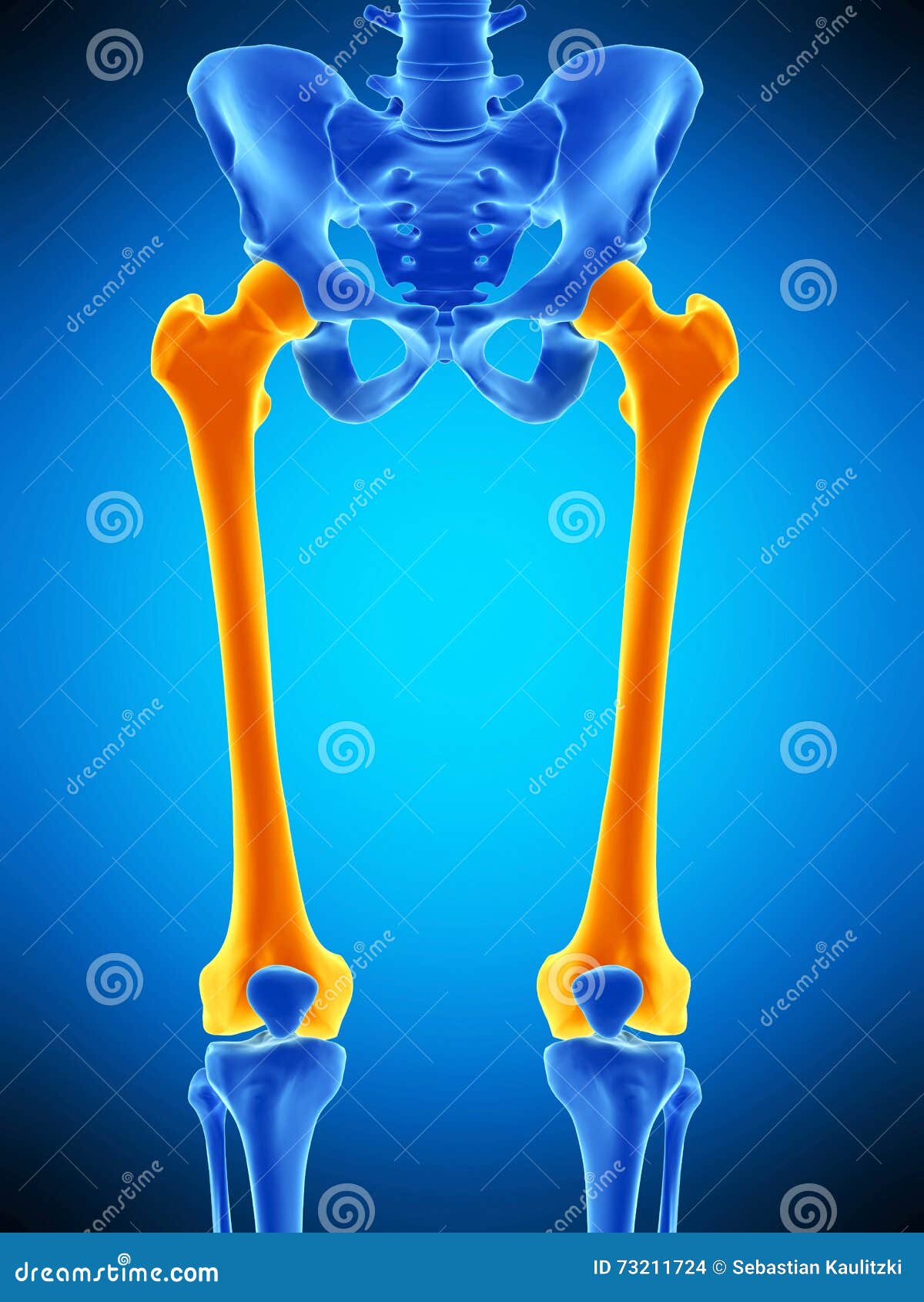 The Femur Royalty-Free Cartoon | CartoonDealer.com #73212251