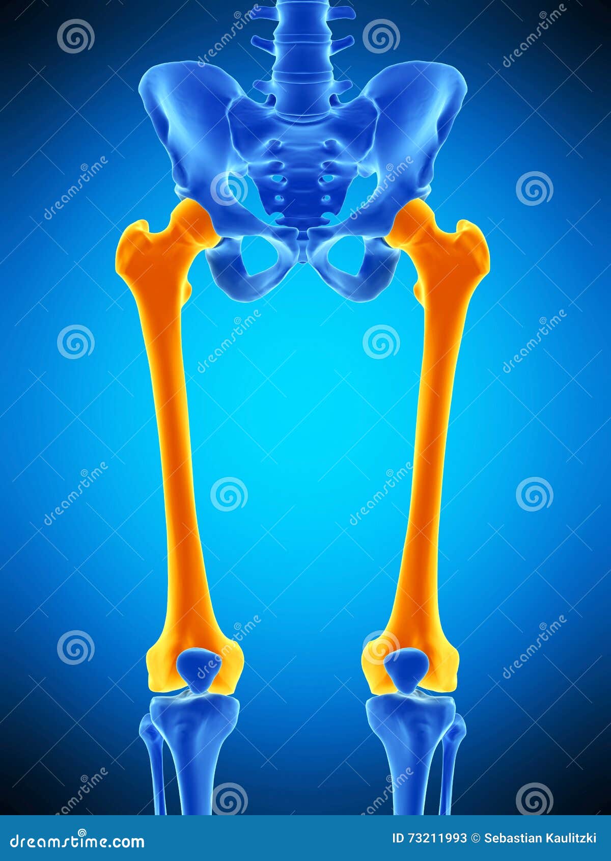 The femur stock illustration. Illustration of skeleton - 73211993