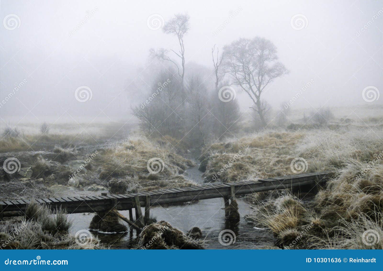 Fen stock photo. Image of wood, wooden, cold, marshy - 10301636