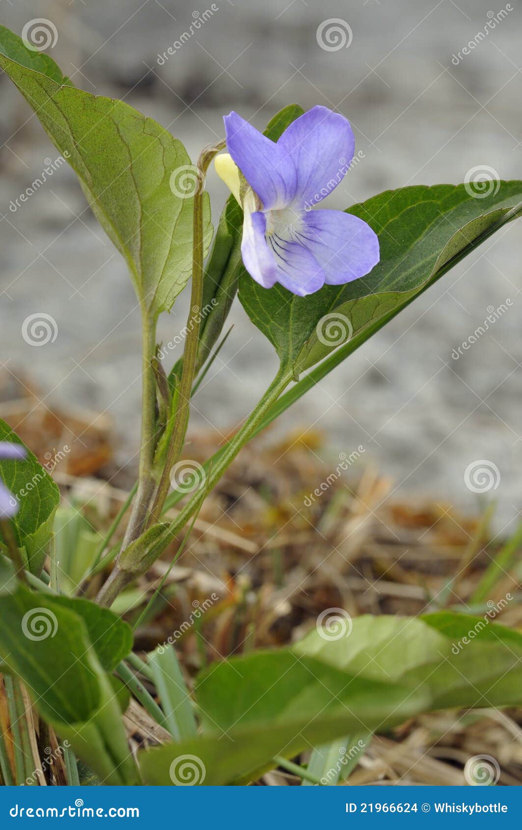 Fen Violet stock photo. Image of clare, violet, wildlife - 21966624