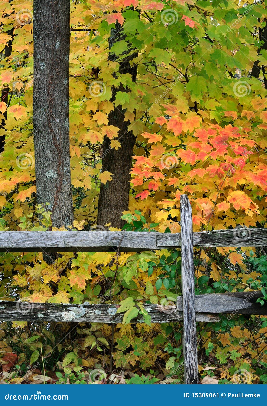 Fence in Autumn stock image. Image of fall, pastoral - 15309061
