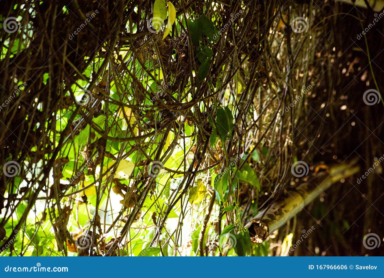 Fence of Bamboo and Climbing Plants in Bright Light Stock Photo - Image ...