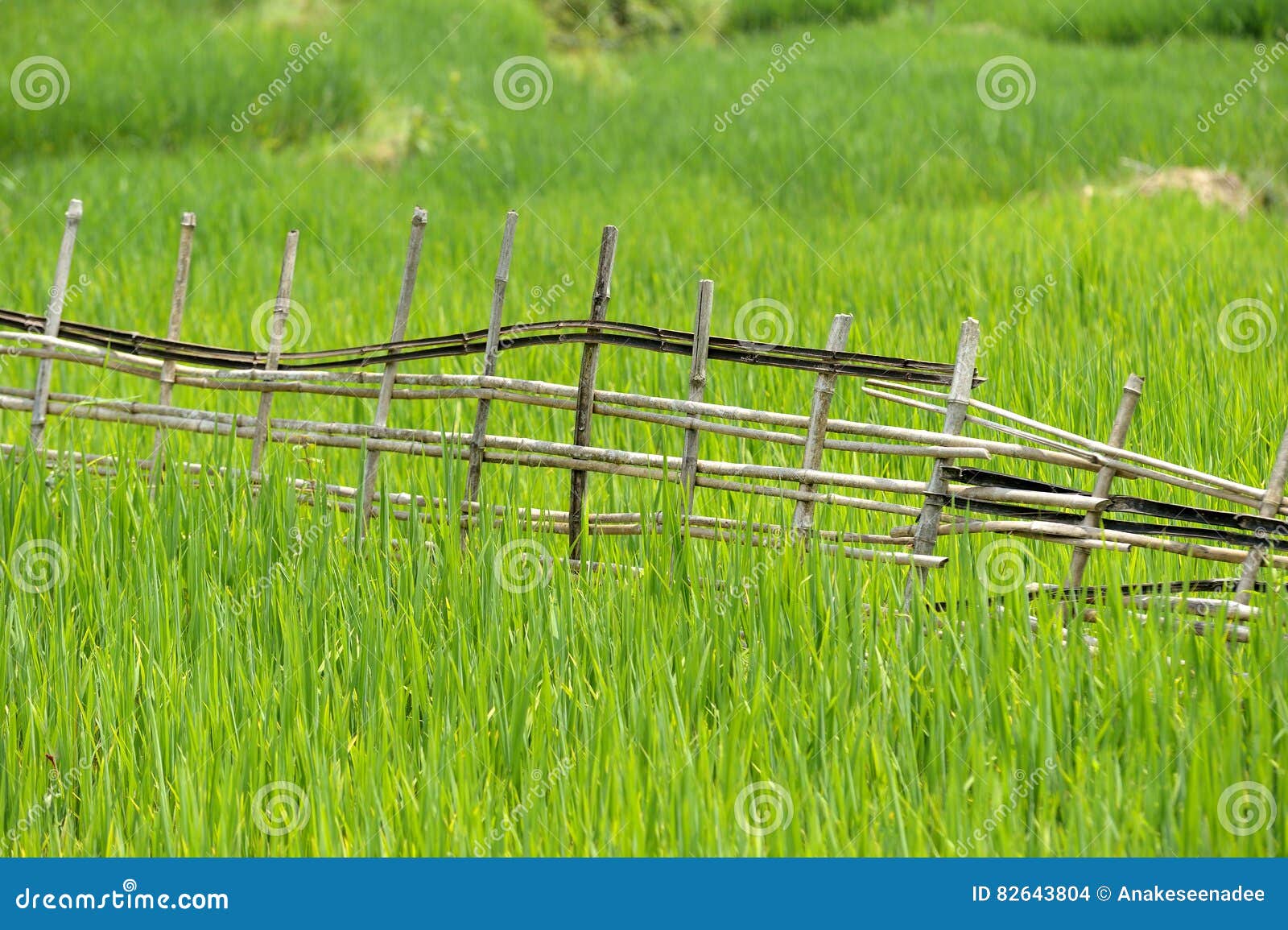 Fence bamboo stock photo. Image of plants, organic, bamboo - 82643804