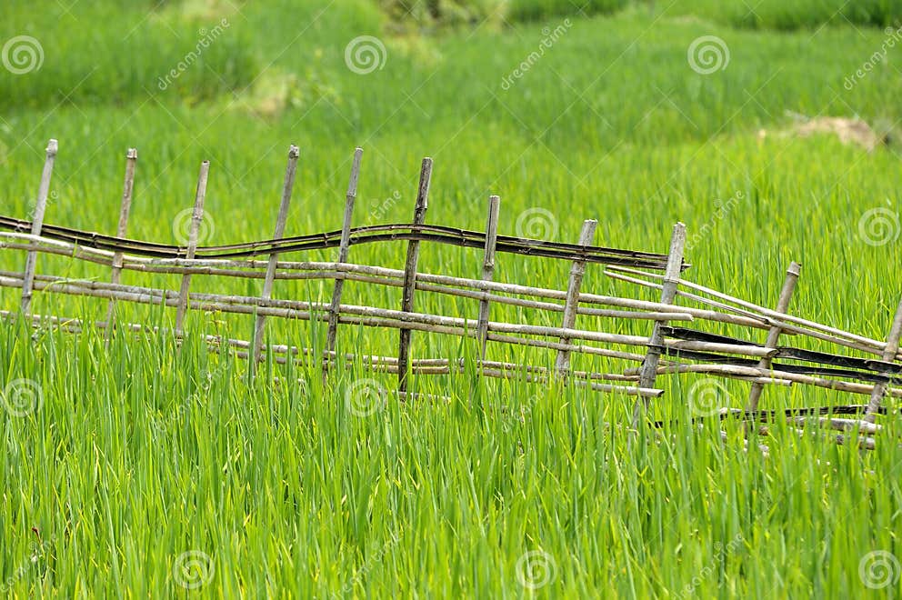 Fence bamboo stock photo. Image of plants, organic, bamboo - 82643804