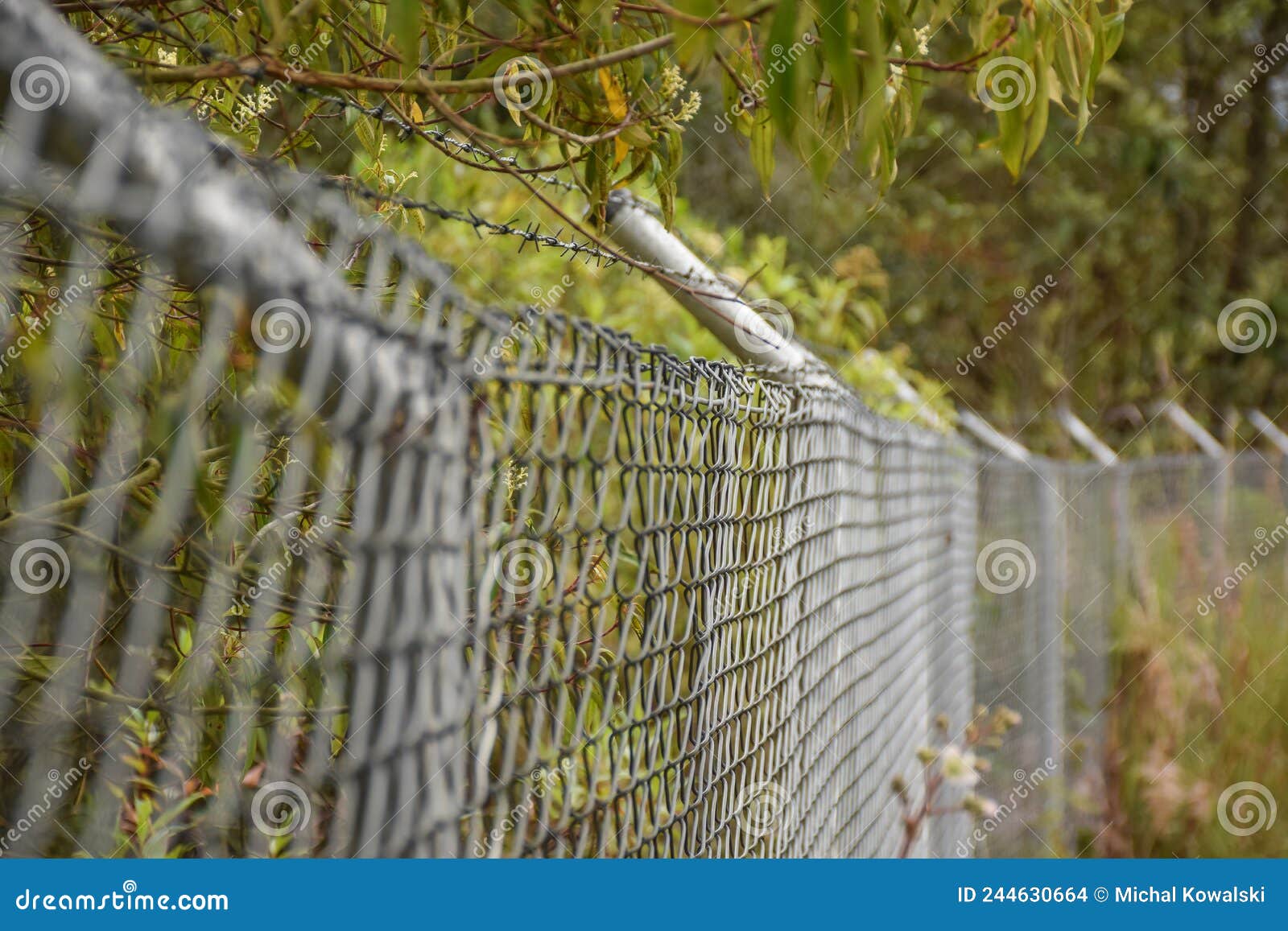 Fence with Barbed Wire through the Forest Stock Photo - Image of leaf ...