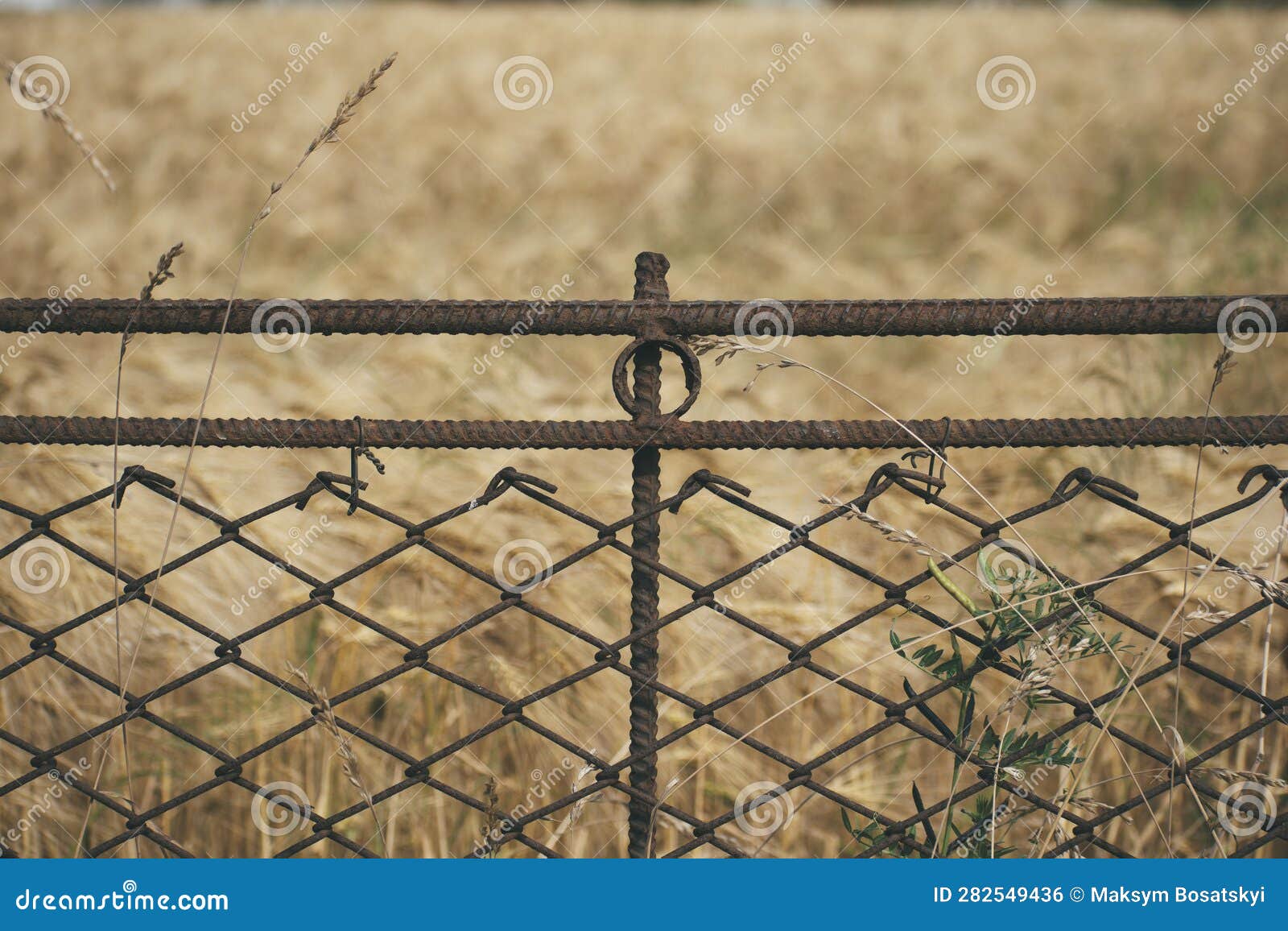 A Fence Behind Which is a Large Field of Wheat Stock Photo - Image of ...