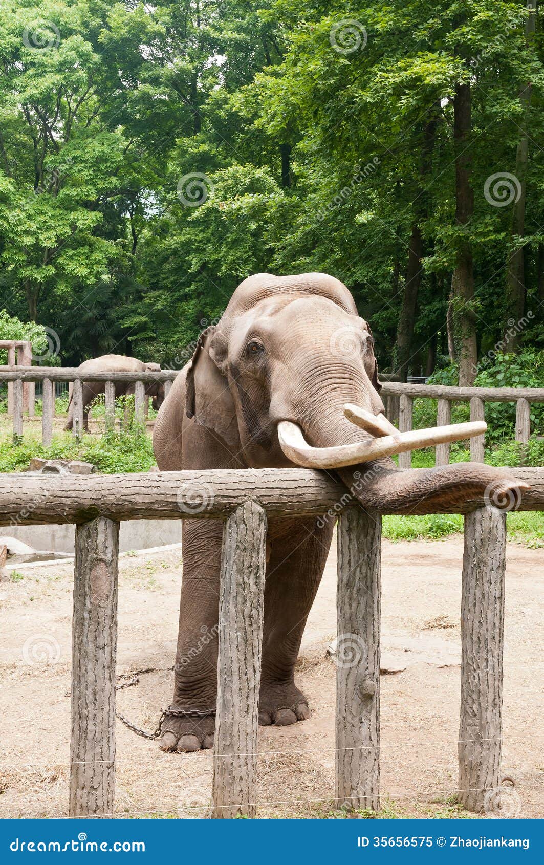 The fence of the elephants stock image. Image of body - 35656575