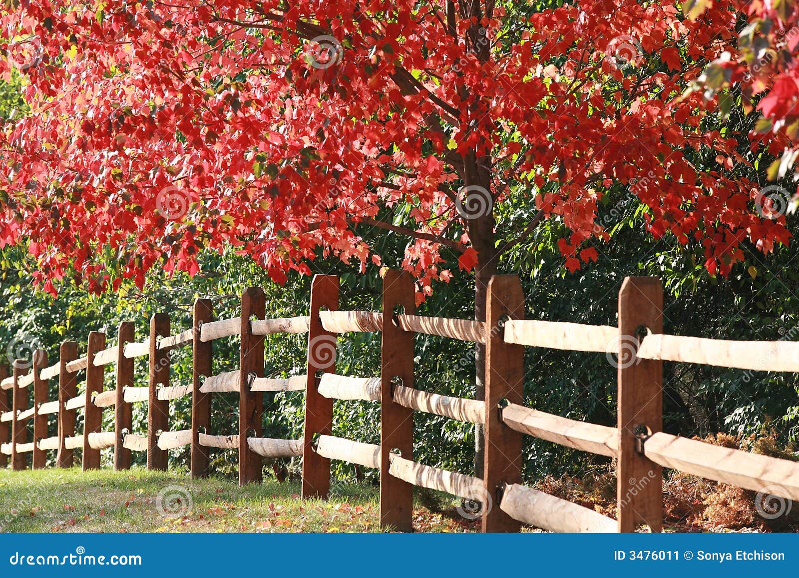 Fence in the Fall stock image. Image of leaves, foliage - 3476011