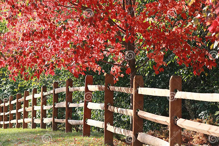 Fence in the Fall stock image. Image of leaves, foliage - 3476011