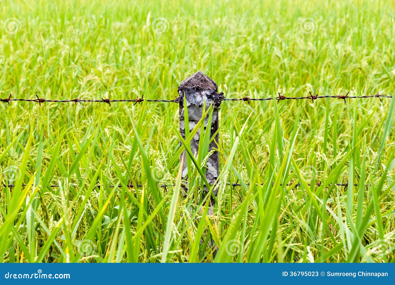 Fence in field stock image. Image of fence, suburbs, neighborhood ...