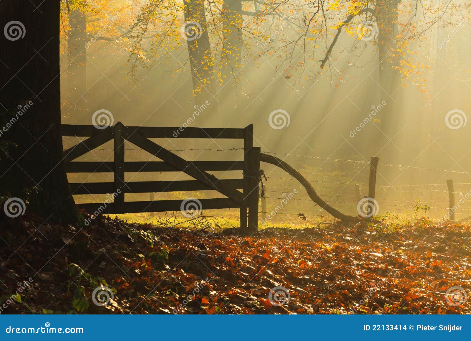 Fence in Forest stock photo. Image of landscape, gelderland - 22133414