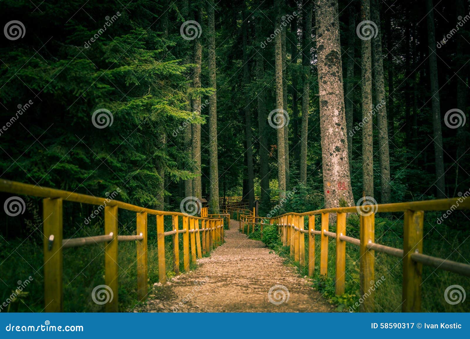 The fence in the forest stock image. Image of path, trail - 58590317