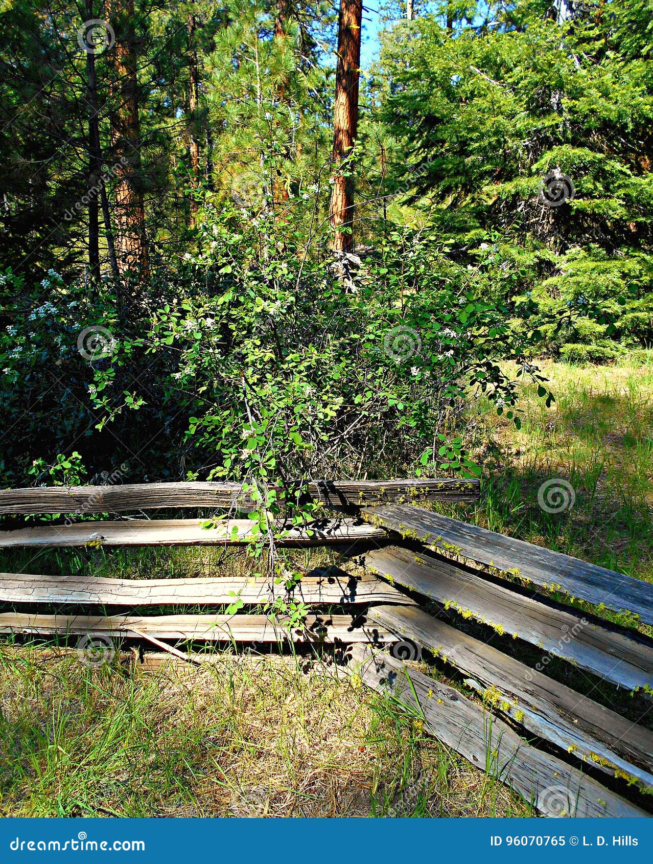 Fence in the Forest stock image. Image of ponderosa, oregon - 96070765