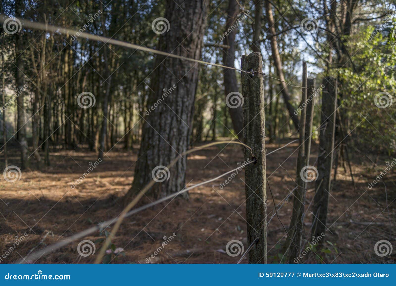 Fence in the forest stock image. Image of rusty, camp - 59129777