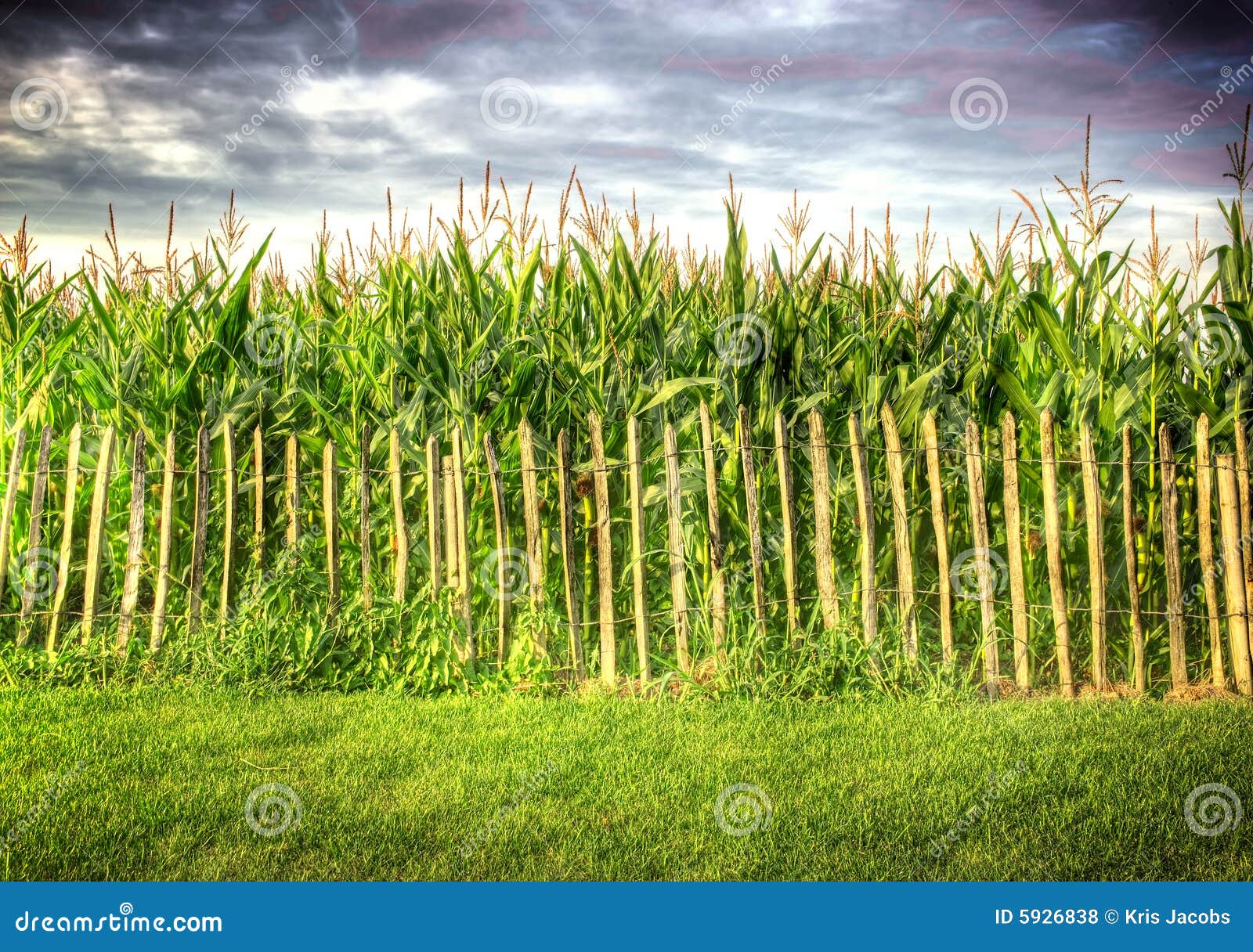 Fence in Front of Corn Field Stock Photo - Image of corn, green: 5926838