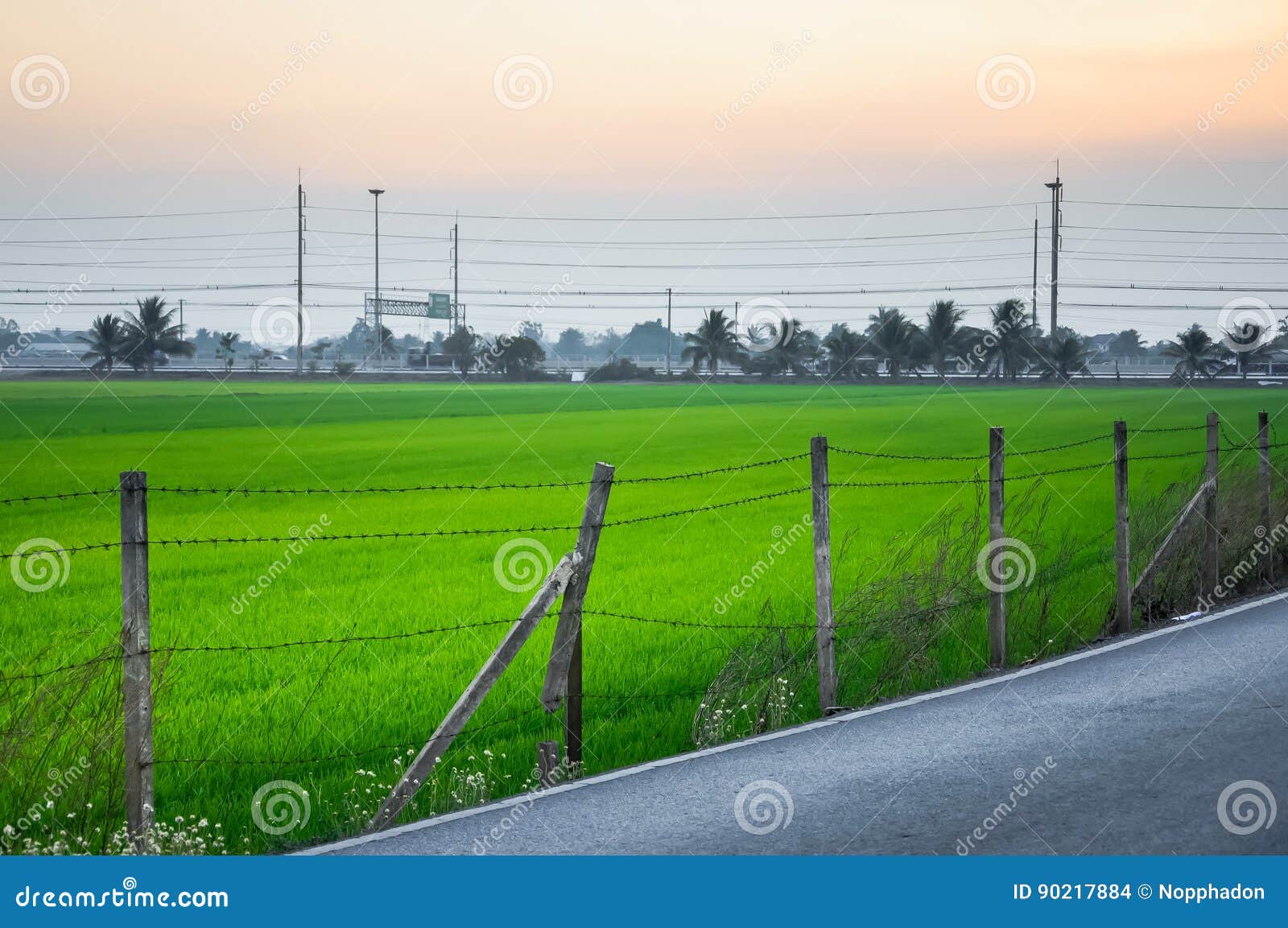 Fence in Front of Green Rice Paddy Fields Stock Photo - Image of field ...