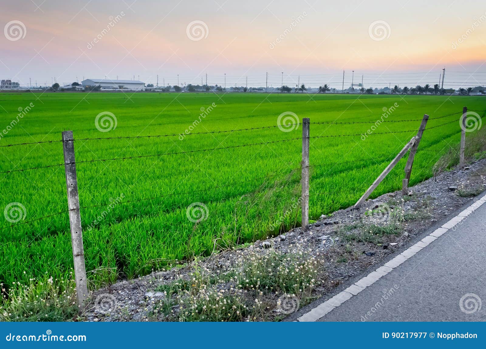 Fence in Front of Green Rice Paddy Fields Stock Image - Image of ...