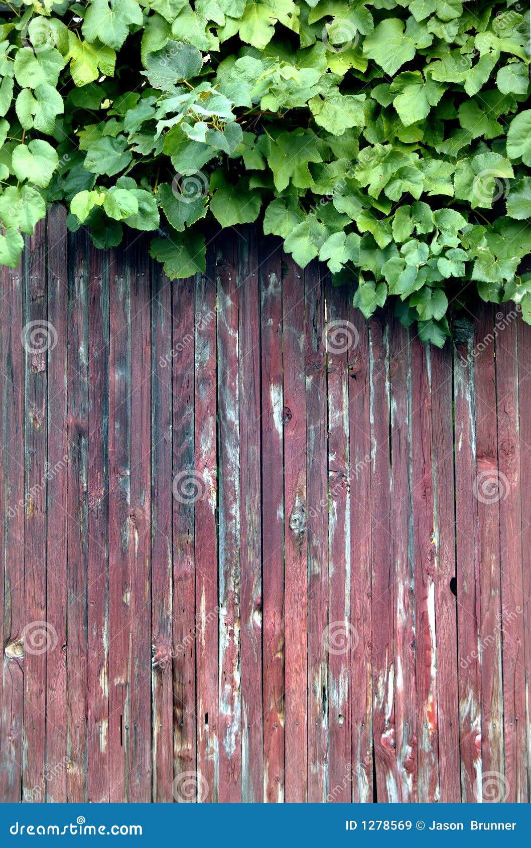 Fence with grape vine stock image. Image of stained, stain - 1278569