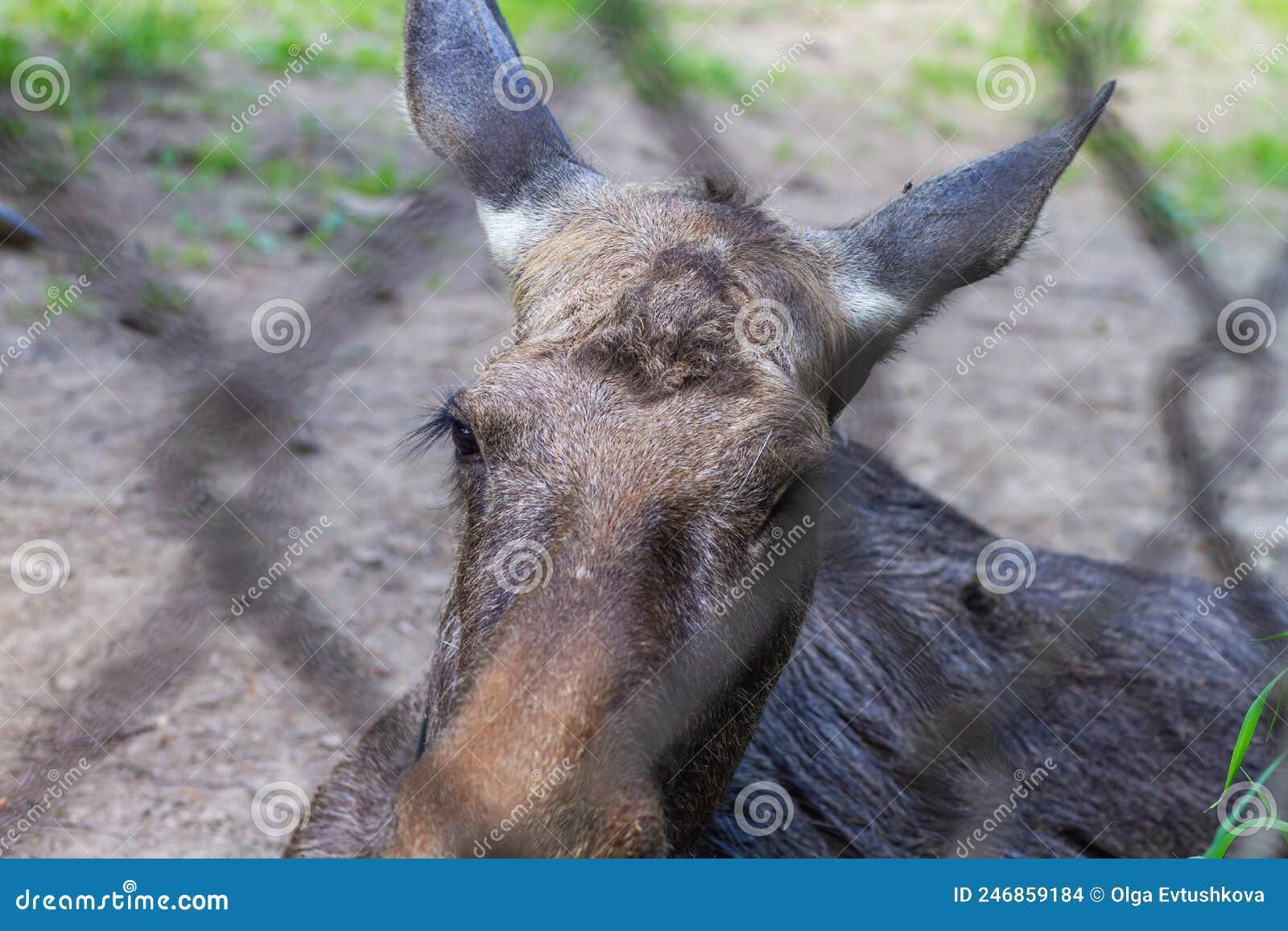 The Fence Grating Behind Which the Wild Animal Moose Stock Photo ...
