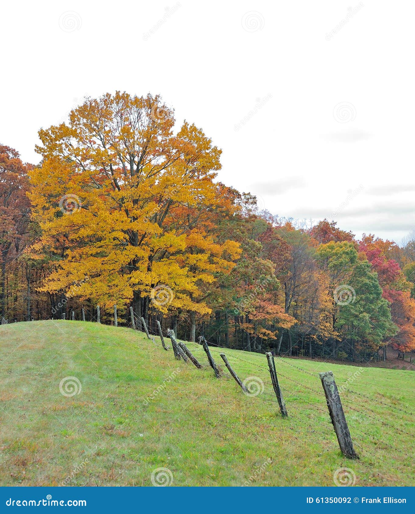 Fence line stock photo. Image of leaf, color, fence, field - 61350092
