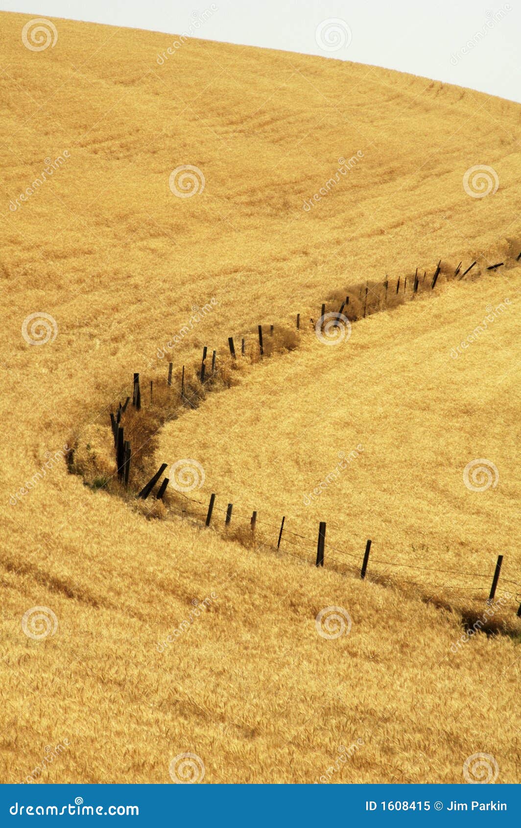 Fence line in wheat stock image. Image of color, nature - 1608415