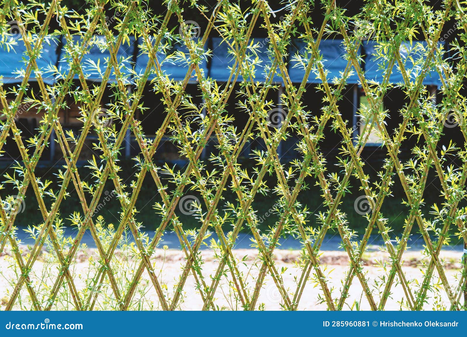 Fence from Live Green Bush Branches Stock Image - Image of natural ...