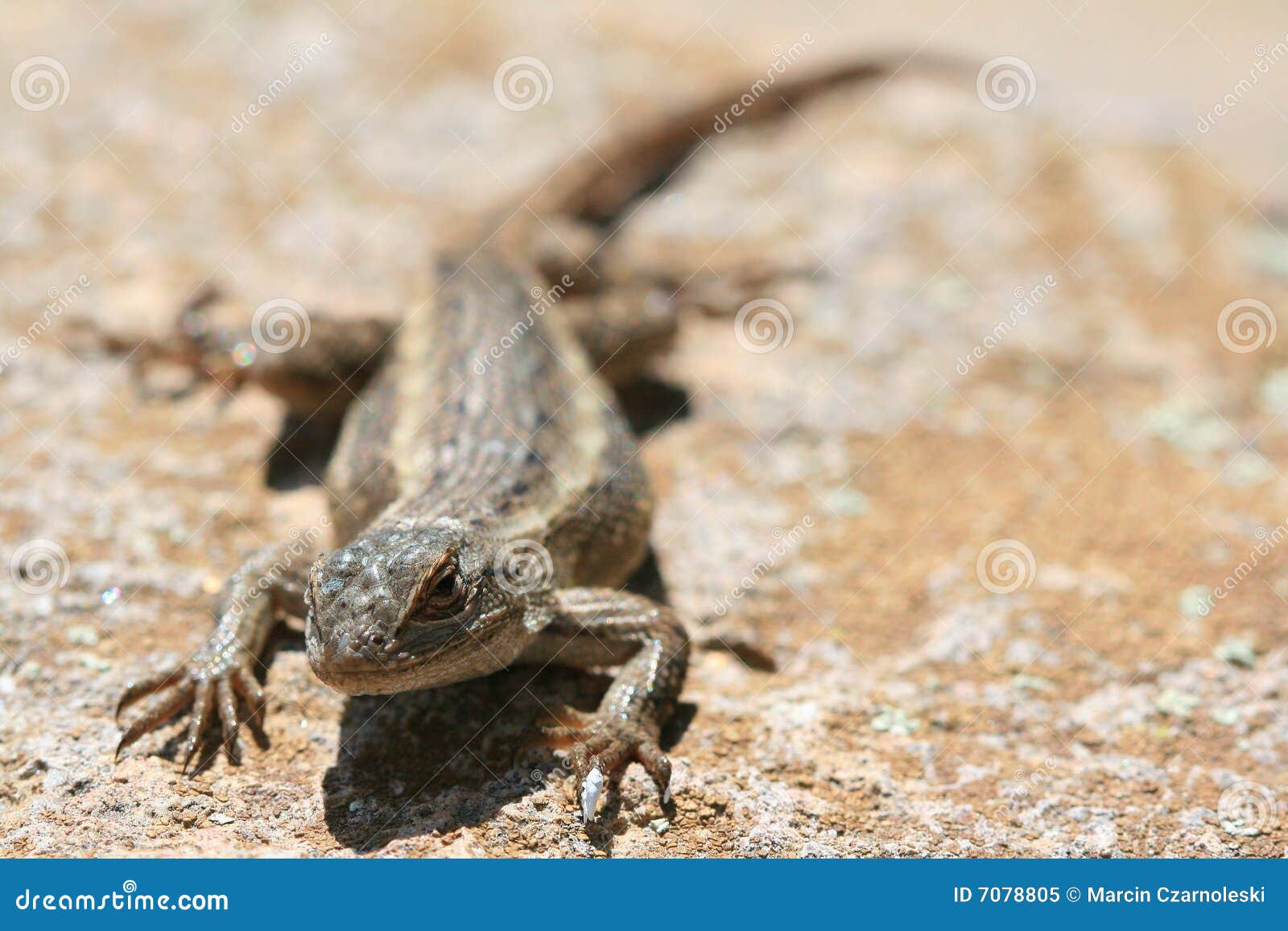 Fence Lizard Basking Sun Stock Photos - Free & Royalty-Free Stock ...