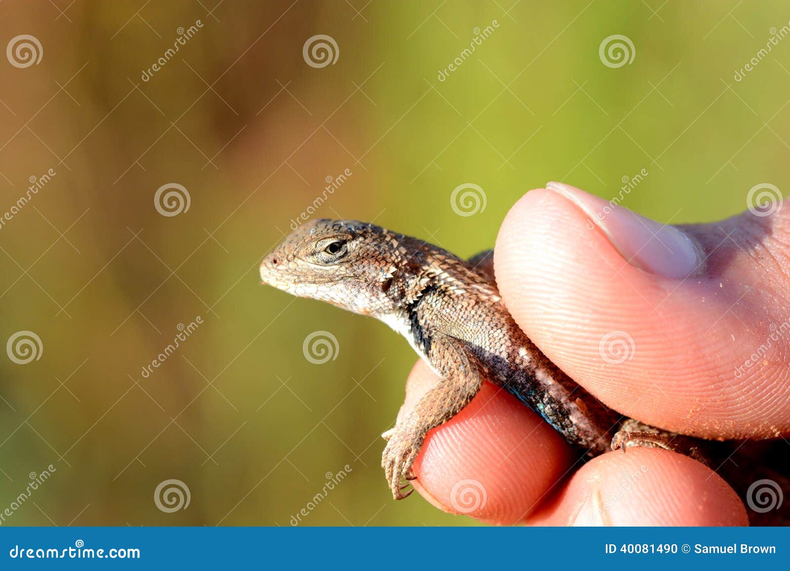 Fence lizard in hand stock photo. Image of sceloporous - 40081490