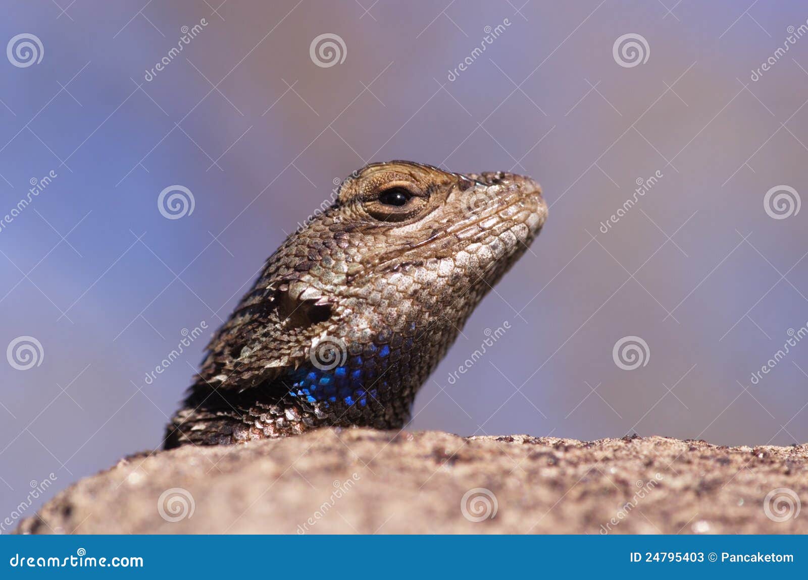 Lizard Head Stock Image | CartoonDealer.com #28597987