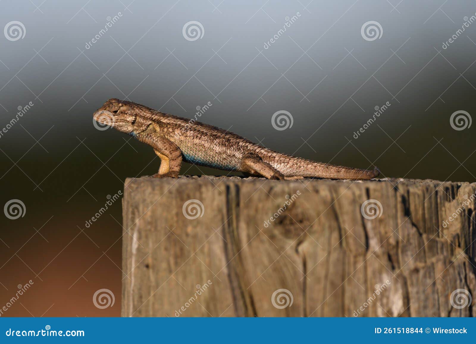 Fence Lizard on a Fence Post in California Stock Photo - Image of ...